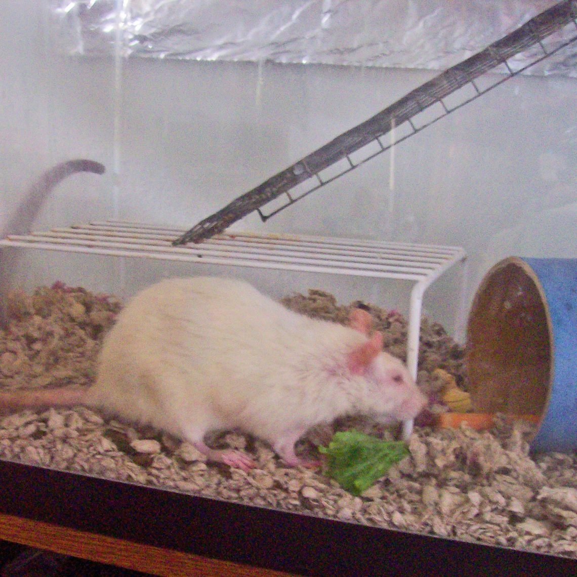 Crochet Rat Amigurumi Pattern - Stitches n Scraps